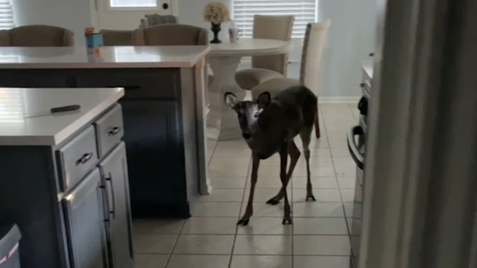 Deer breaks into home in Spring: 'He Kool-Aid manned right through my ...
