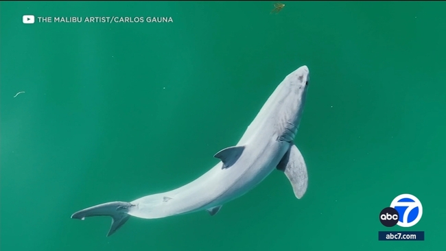 First-of-its-kind study shows how juvenile Great White sharks choose ...