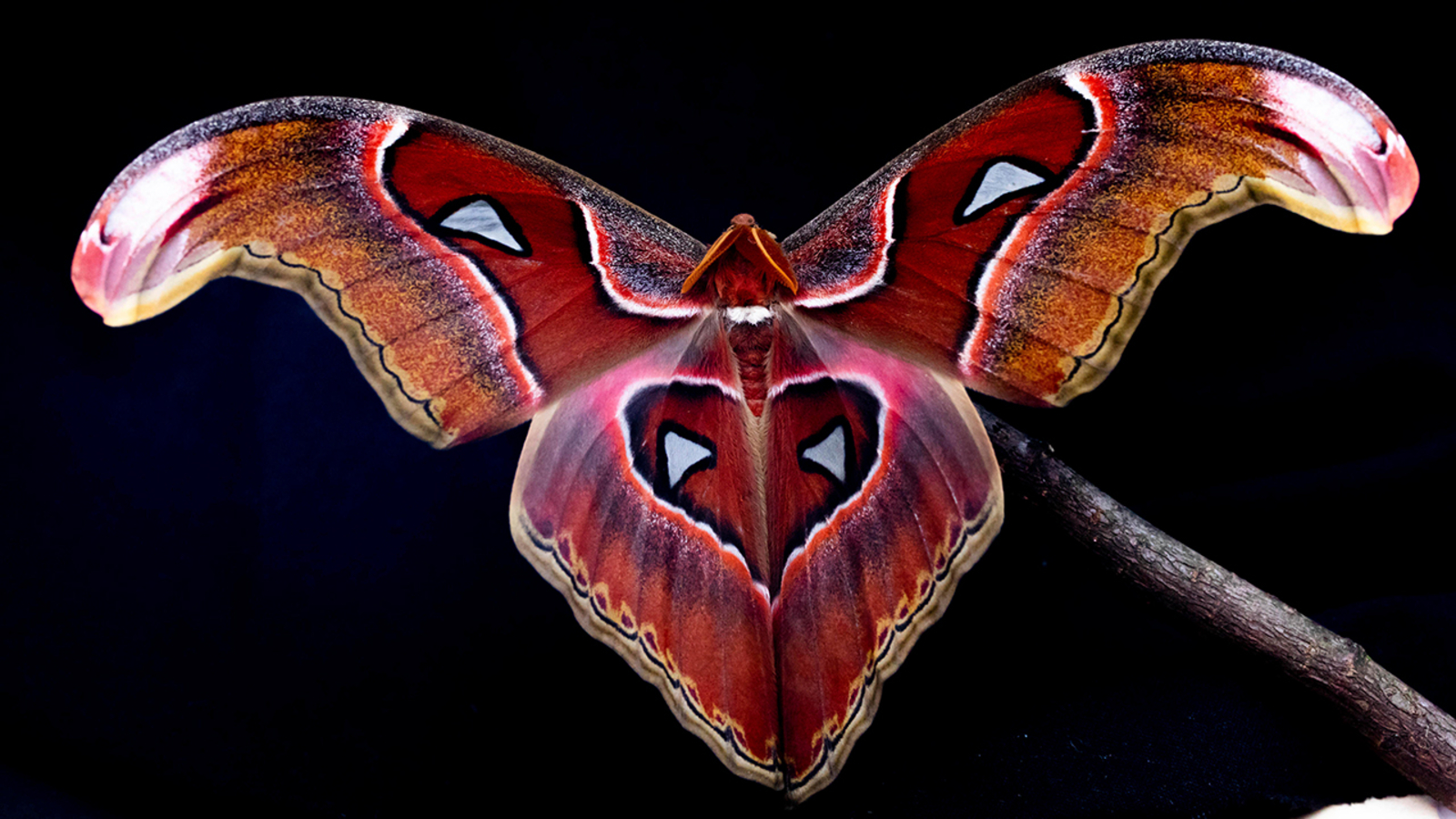 Are insects drawn to light? New research shows it's confusion, not ...