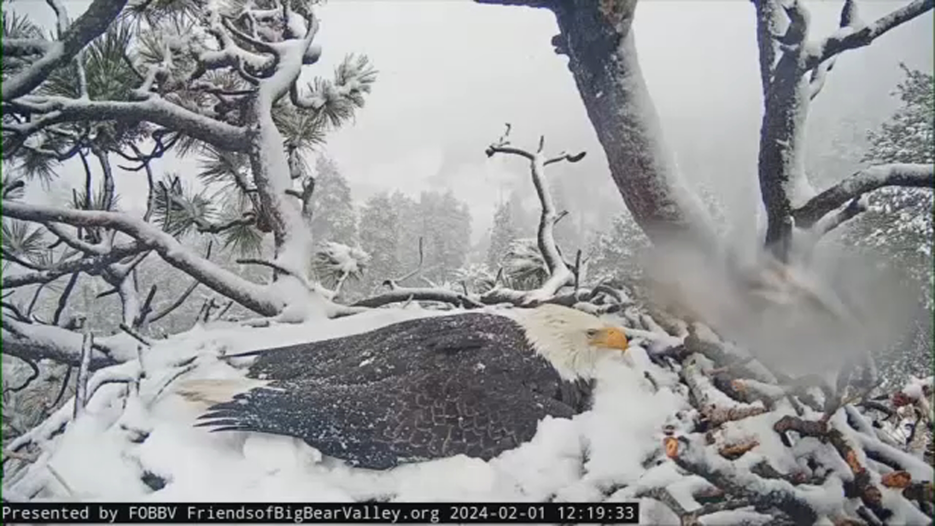 Eagles Snow