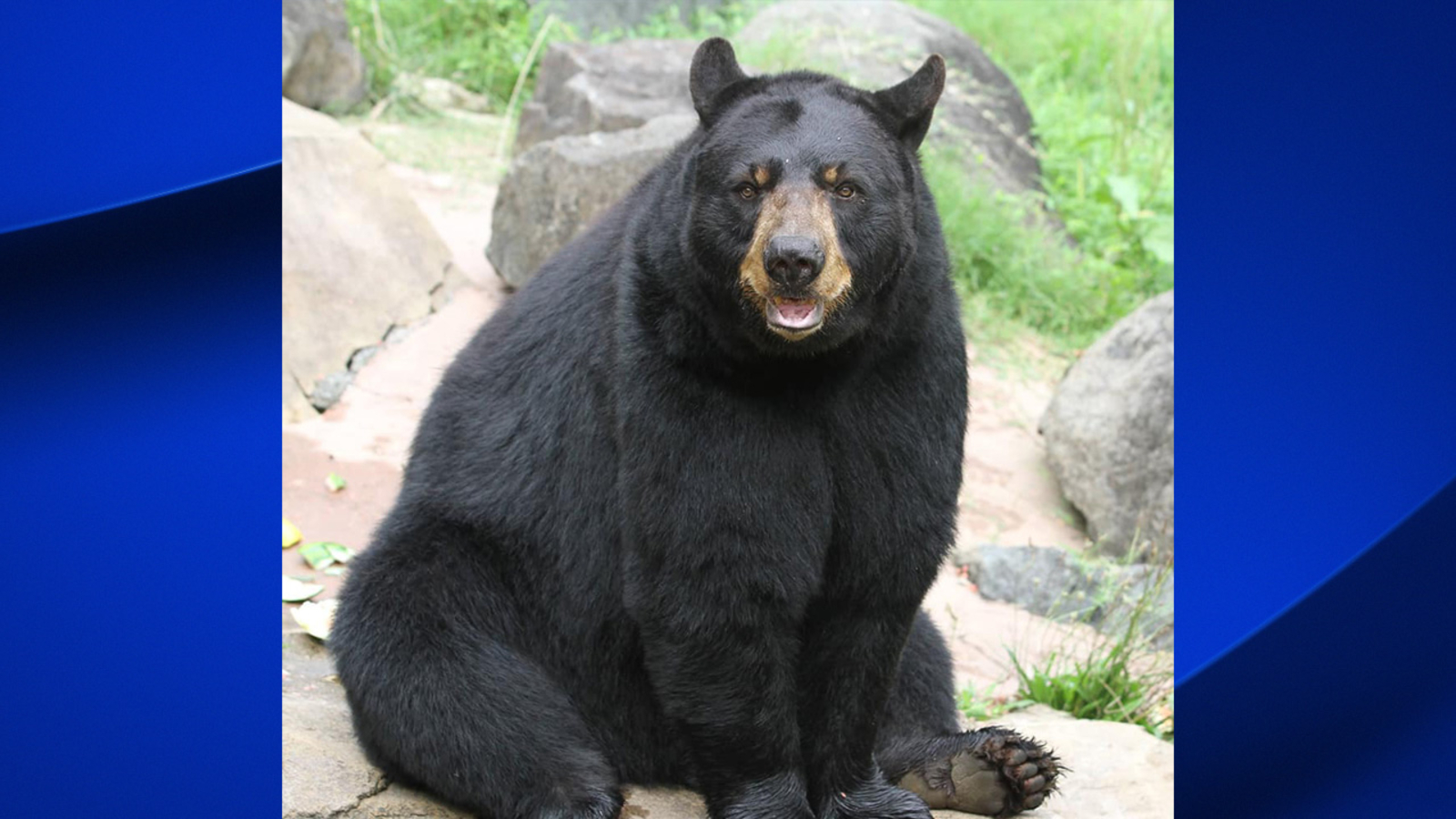 Durham Museum of Life and Science: American black bear named Gus ...