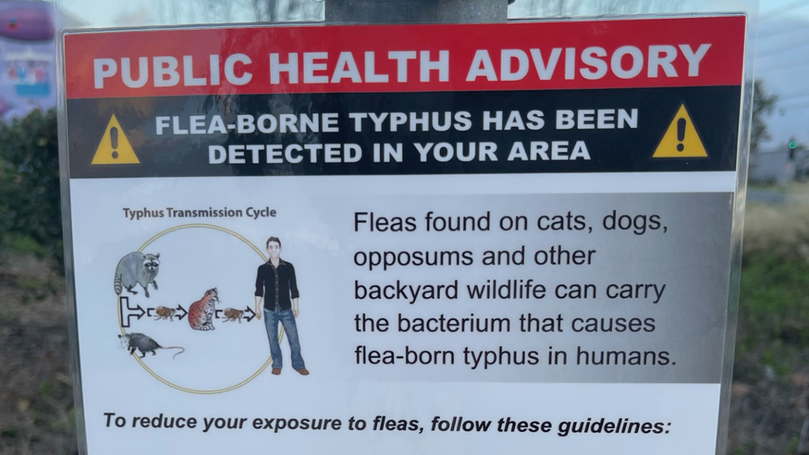Flea-borne typhus warnings issued throughout Orange County - ABC7 Los ...