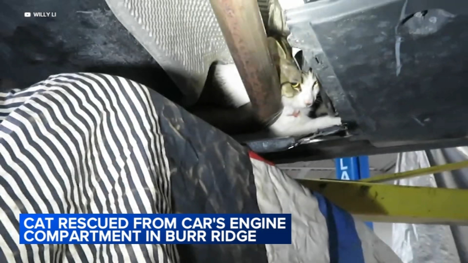 Burr Ridge auto mechanic rescues cat trapped under car muffler - ABC7 ...