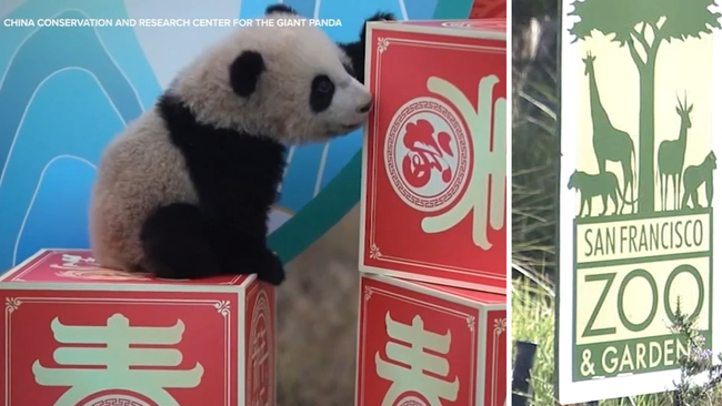 Panda diplomacy: 2 giant pandas are moving to San Diego Zoo in a rare loan from China - ABC7 Los ...