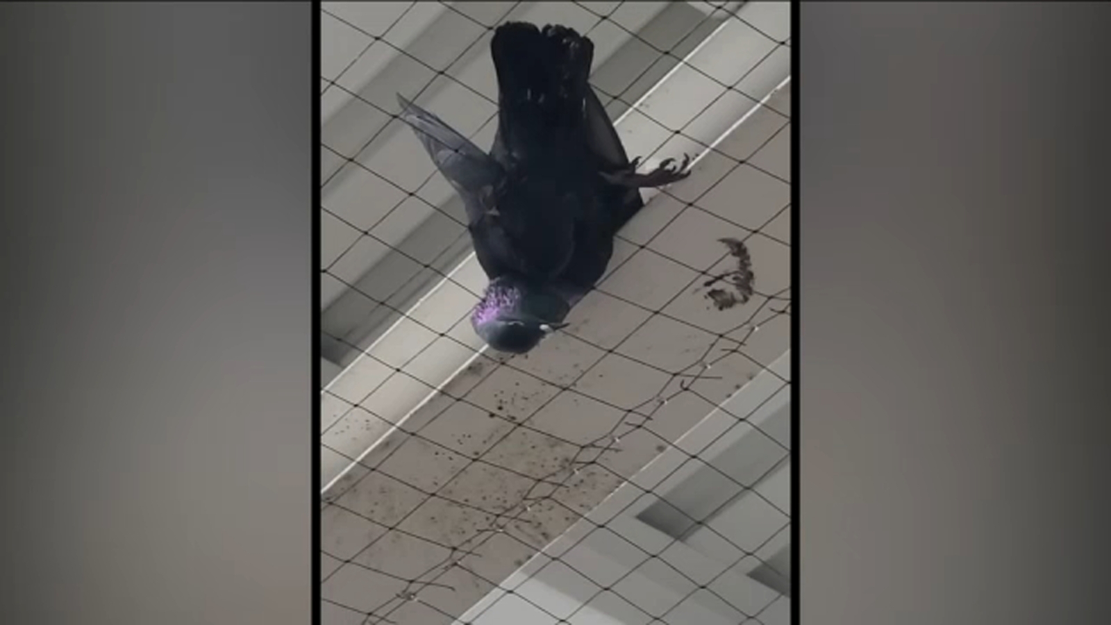 Animal advocates speak out after pigeons trapped in anti-bird netting ...