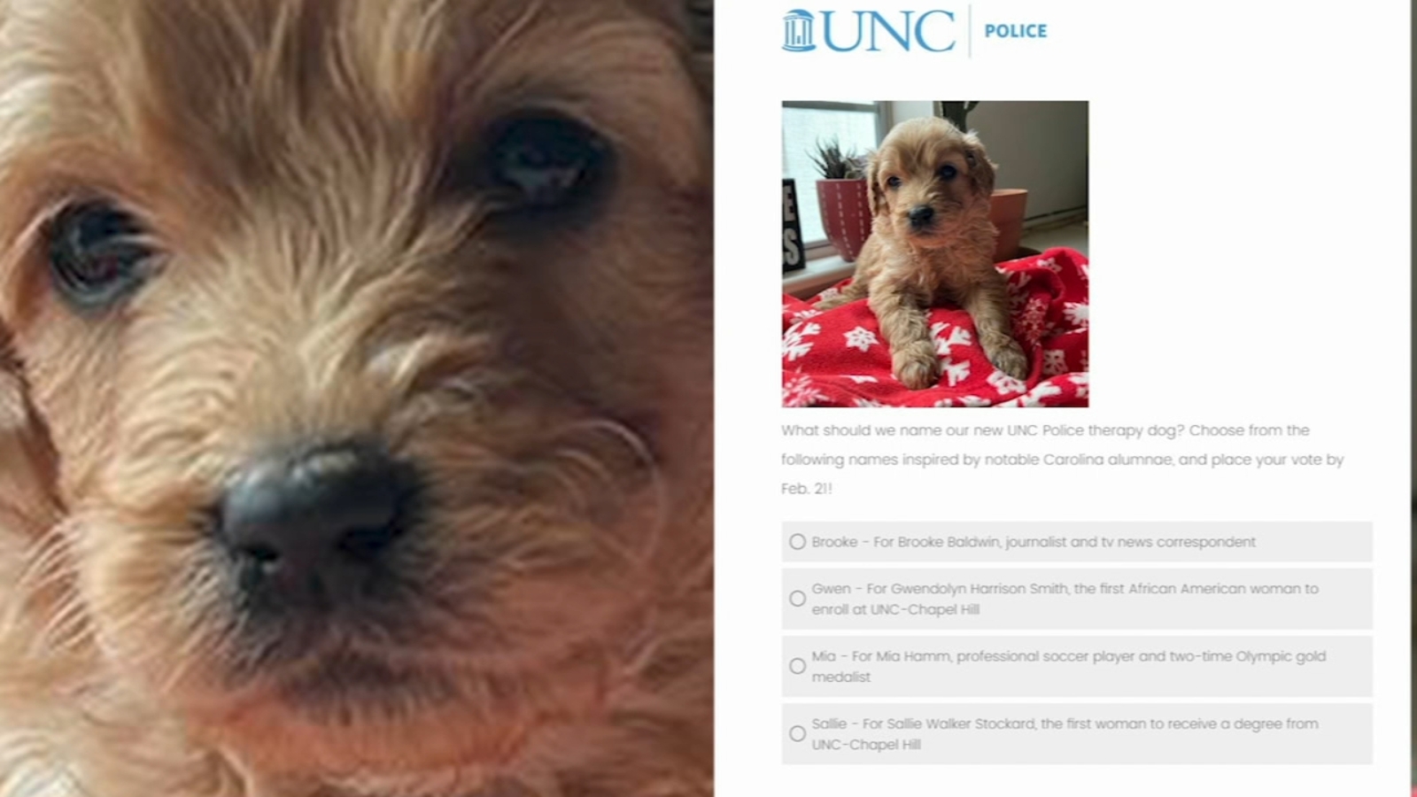 UNC Therapy Dog | UNC Police needs help naming its new campus therapy ...