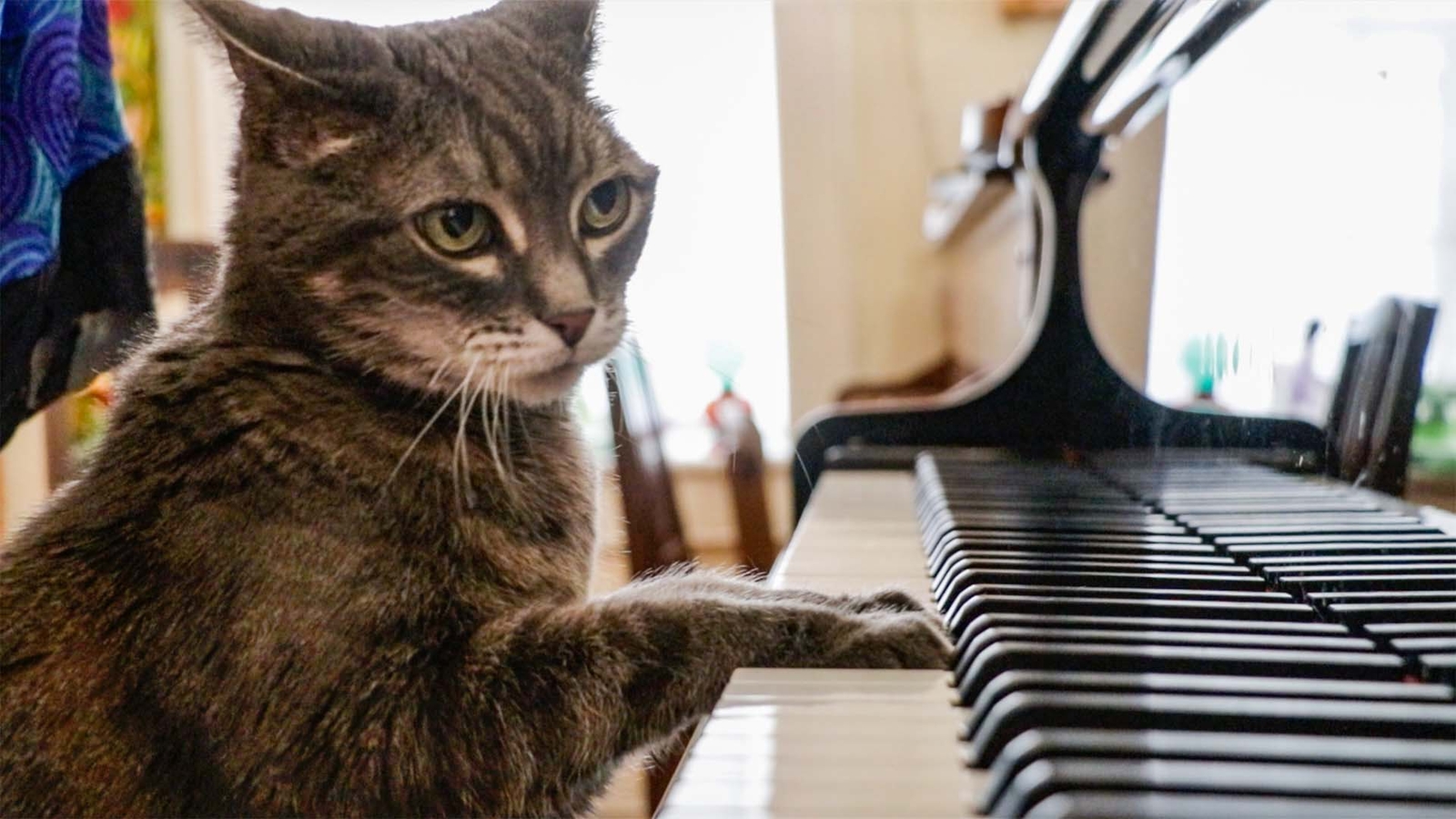 Internet star 'Nora the Piano Cat' passes away, leaves musical legacy ...