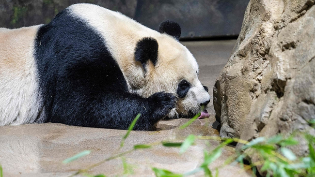 Panda diplomacy: 2 more giant pandas to arrive in California at San Diego Zoo; Yun Chuan, Xin ...
