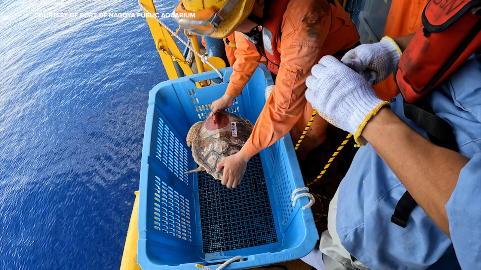 Loggerhead sea turtles followed with Stanford tracking device reach ...