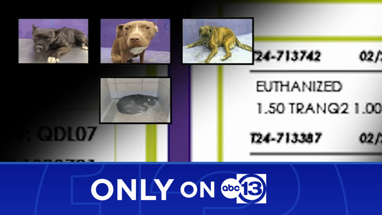 Houston park mauling: 4 stray dogs euthanized after attacking woman at ...