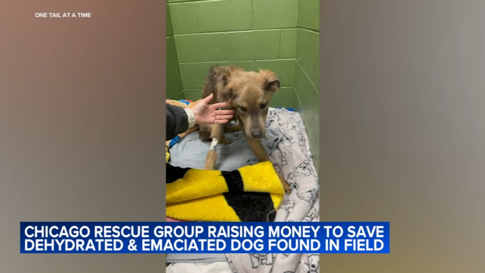 One Tail at a Time saves starving dog Sugar Snap, raising funds for ...