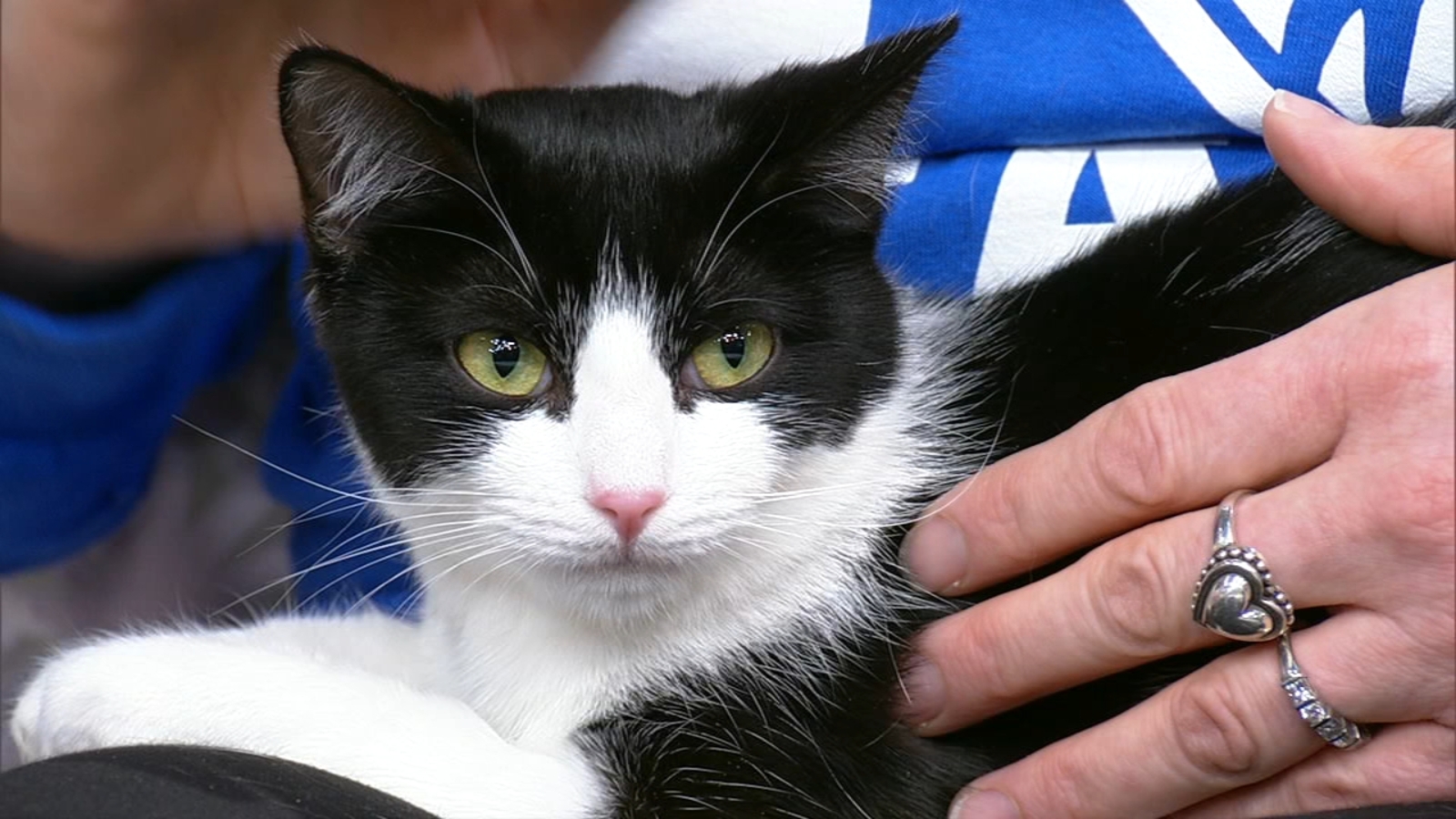 Forever Home Friday: Adopt 6-month-old Gailia - ABC7 Chicago