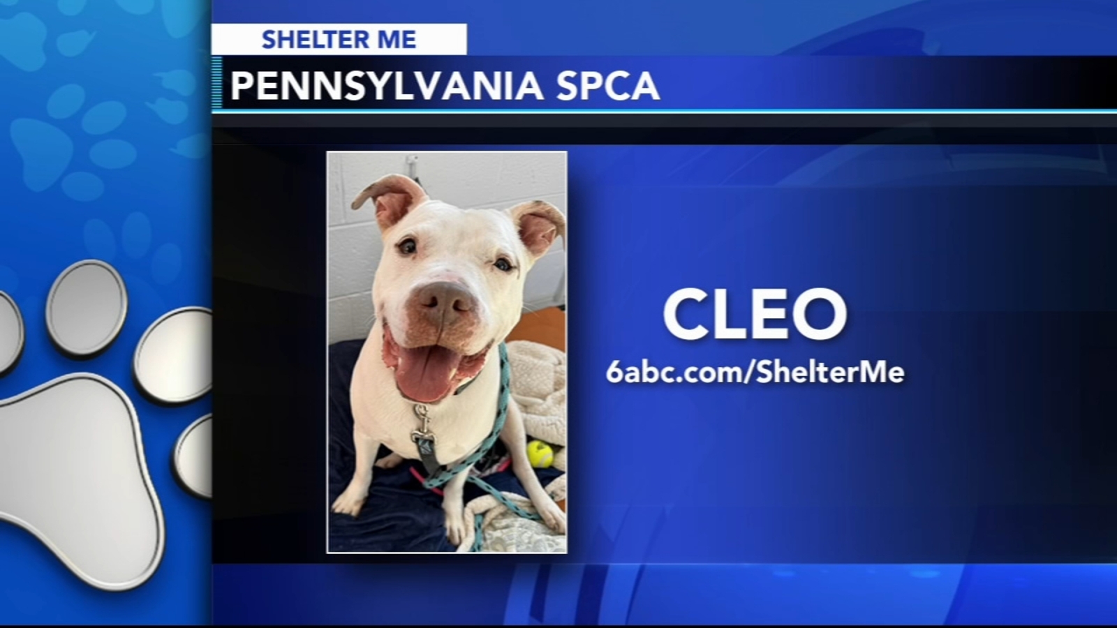 Shelter Me: Cleo the pit bull is looking for a home that will spoil her ...