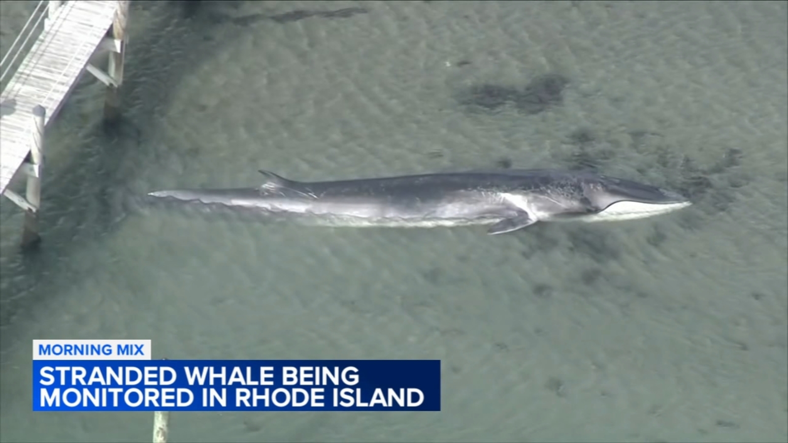 Stranded fin whale stuck in South Kingstown, Rhode Island marsh in poor ...
