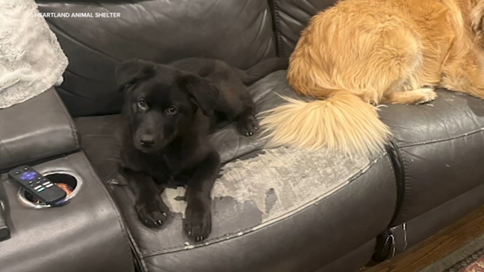 Heartland Animal Shelter in Wheeling looking for puppy named Buzz that ...