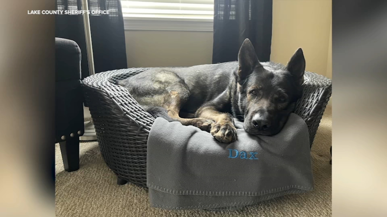 K9 Dax injured on the job; Lake County, Illinois Sheriff's Office ...