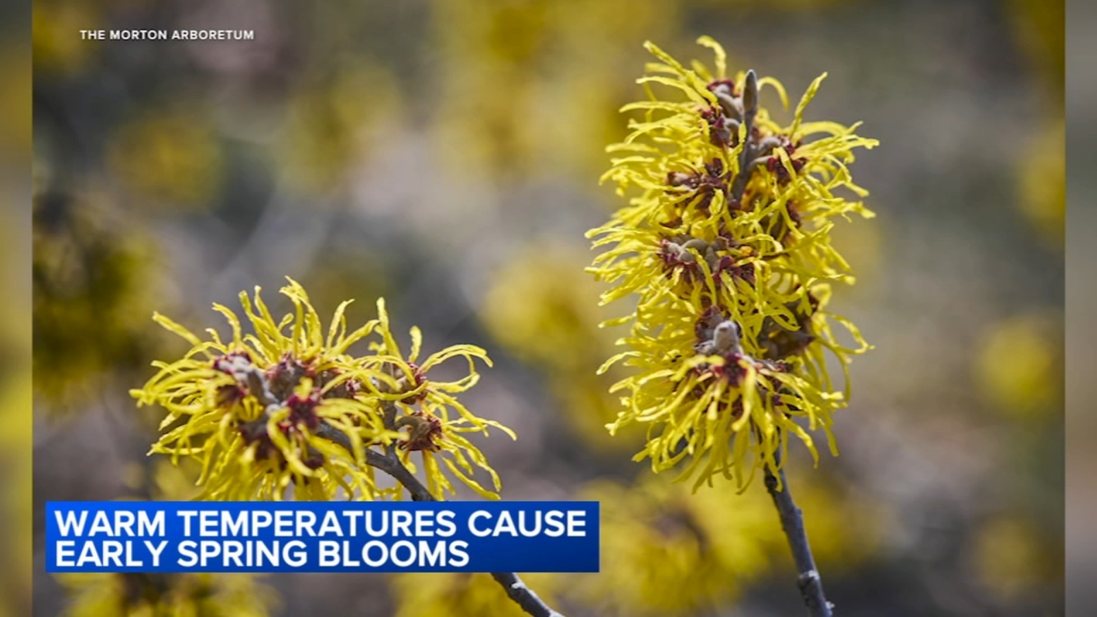 How do warmer temperatures affect spring blooms? Morton Arboretum ...