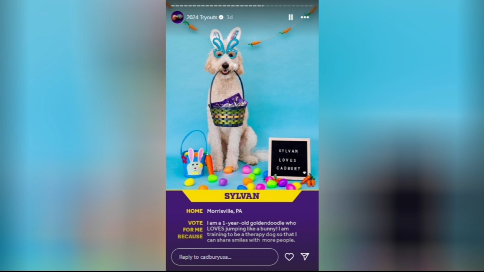 Cadbury Bunny contest 2024: Bucks County goldendoodle among semi ...