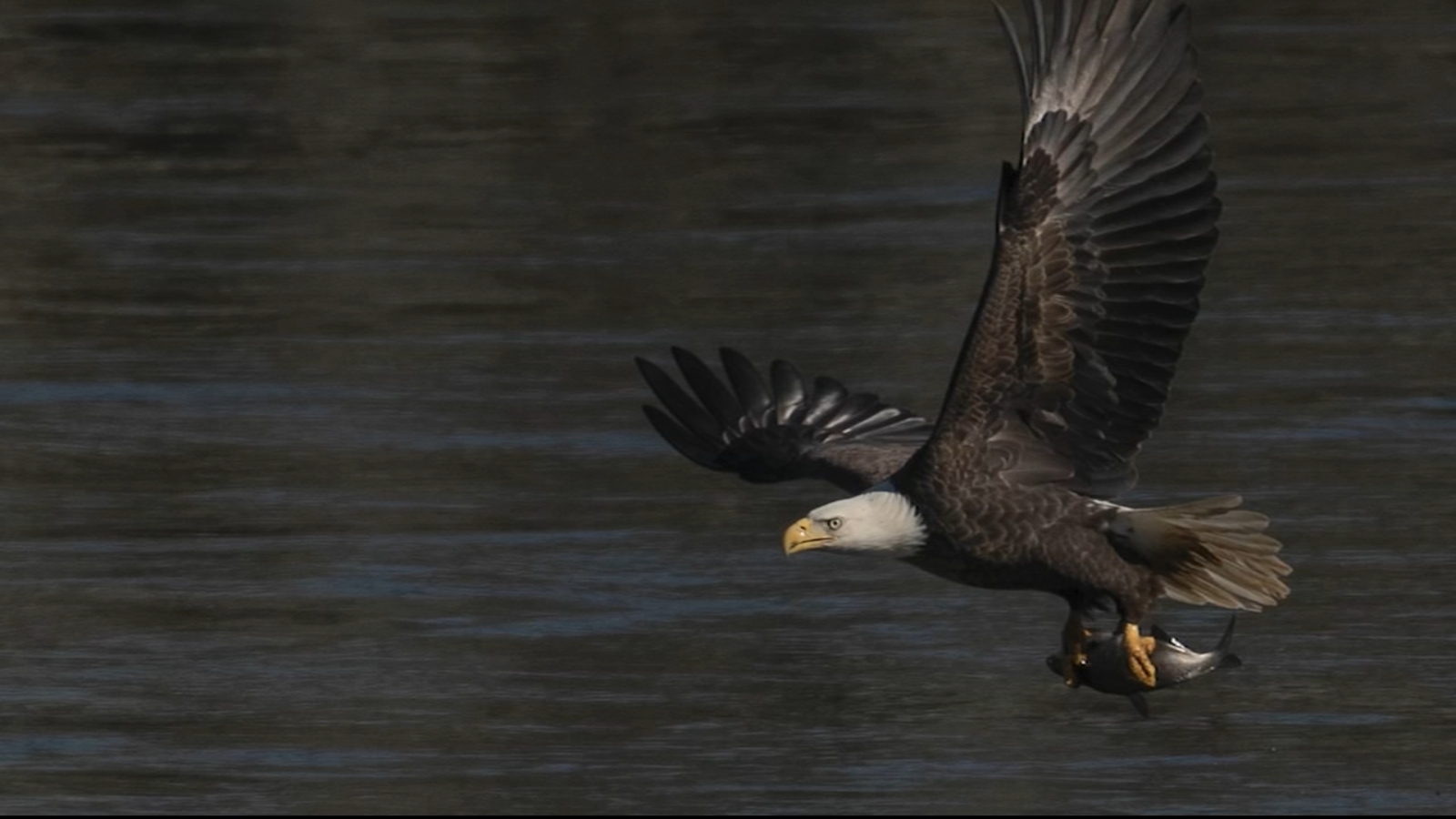 Conowingo Fisherman's Park in Maryland offers chance to watch bald ...