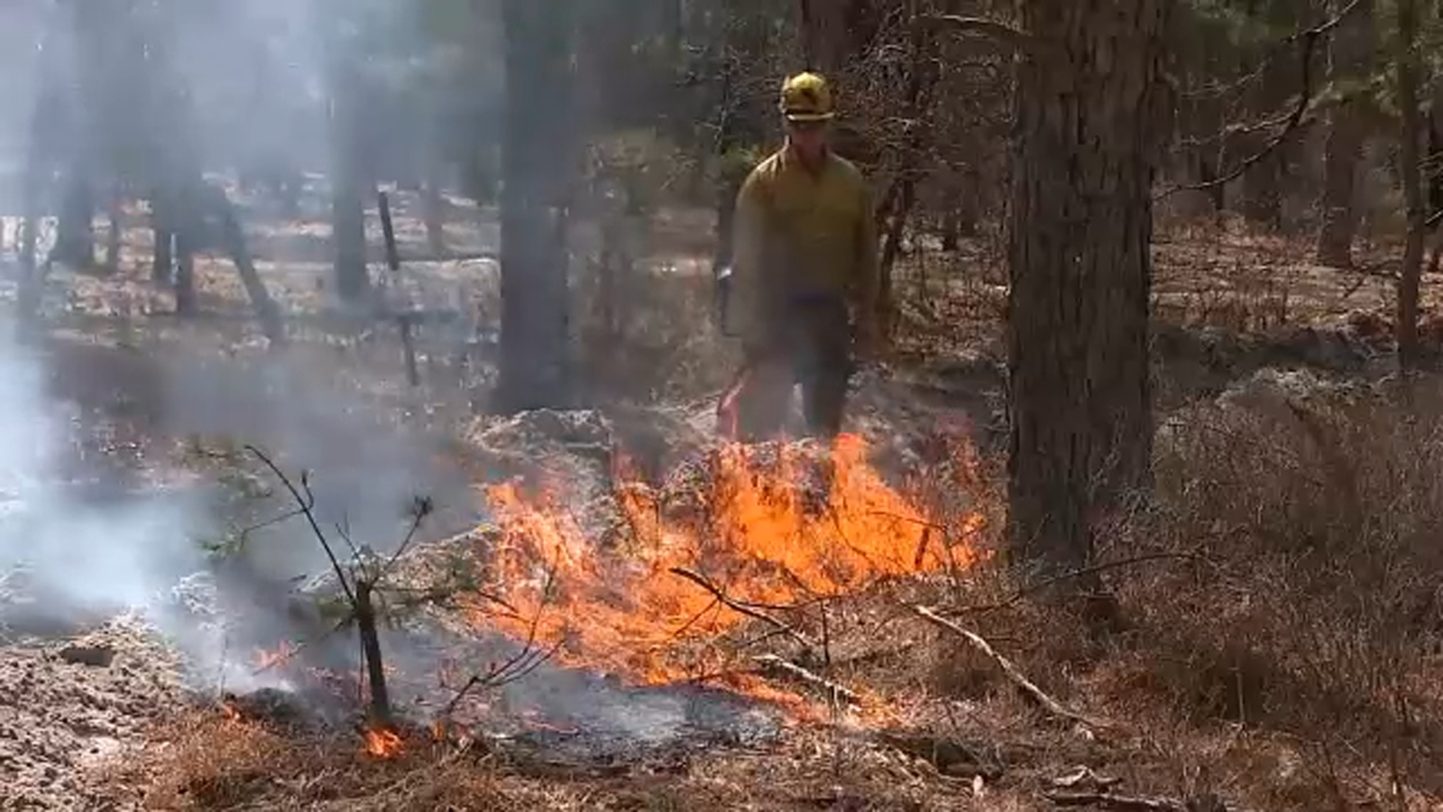 NJ wildfire prevention: State Forest Fire Service takes measures to ...