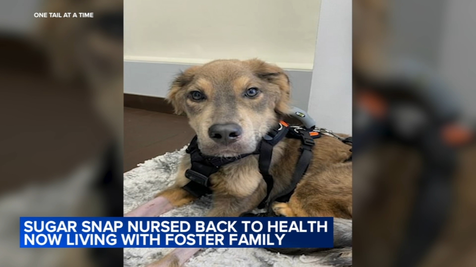 Rescue dog Sugar Snap leaves hospital after nearly 3 weeks, now living ...