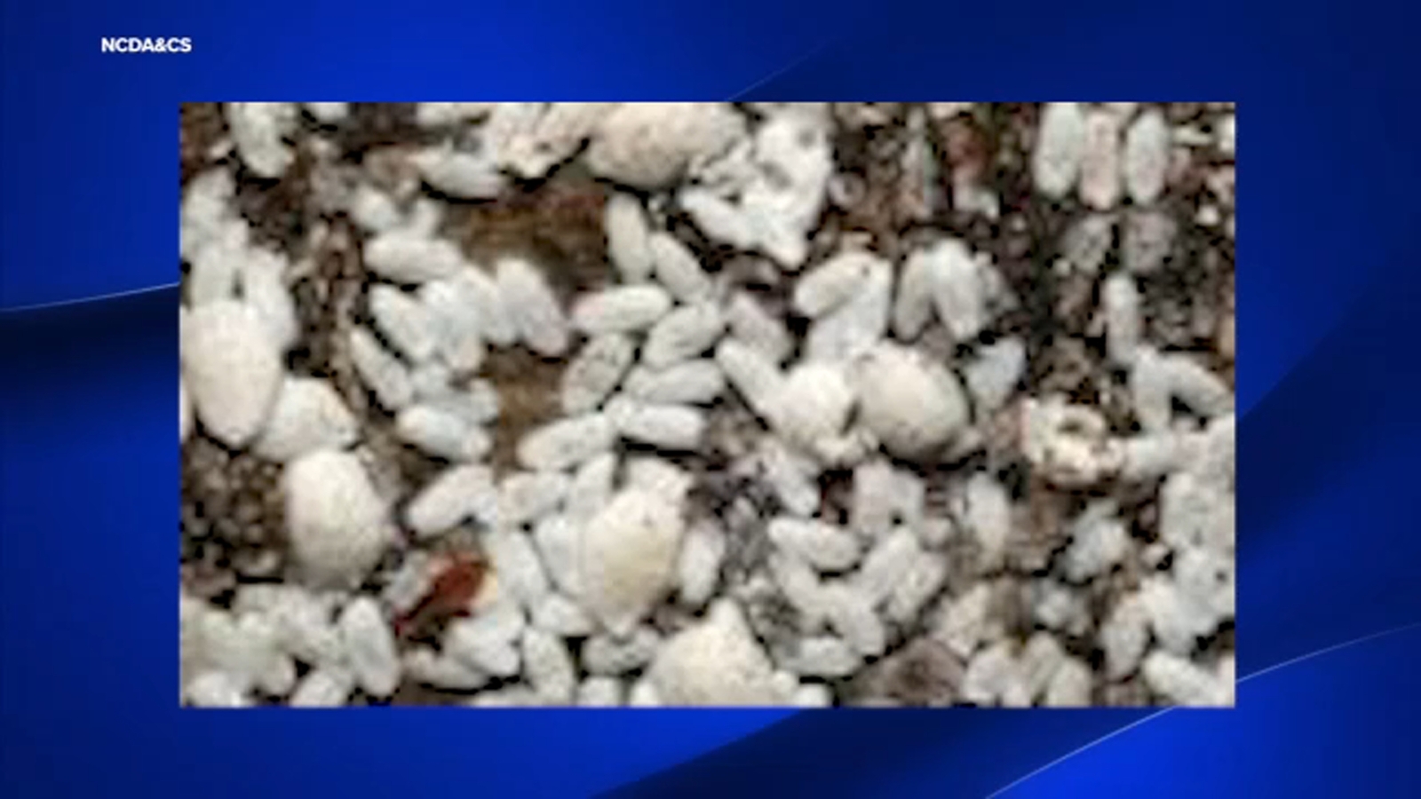 Crape Myrtle Bark Scale | Invasive insect poses threat to popular trees ...