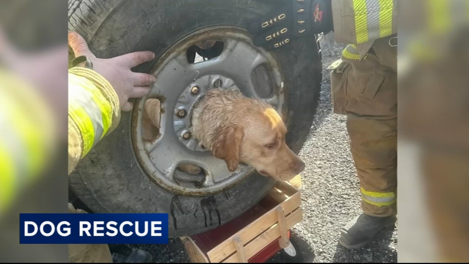 Dog stuck in tire rim rescued by first responders in Franklin Township ...