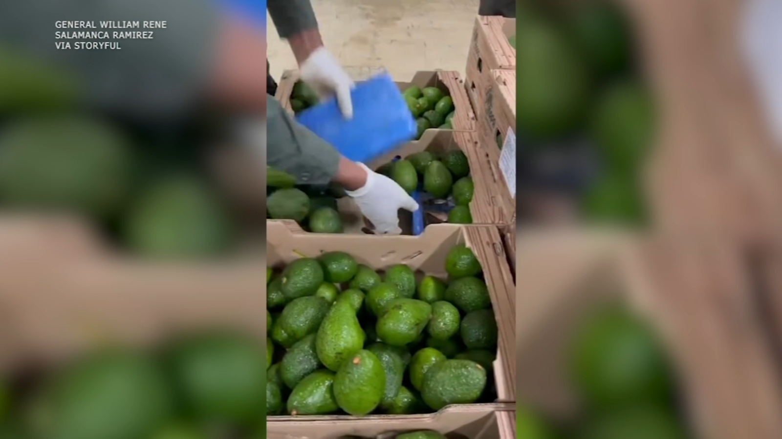 Drug bust: Police seize cocaine concealed in shipment of avocados in ...