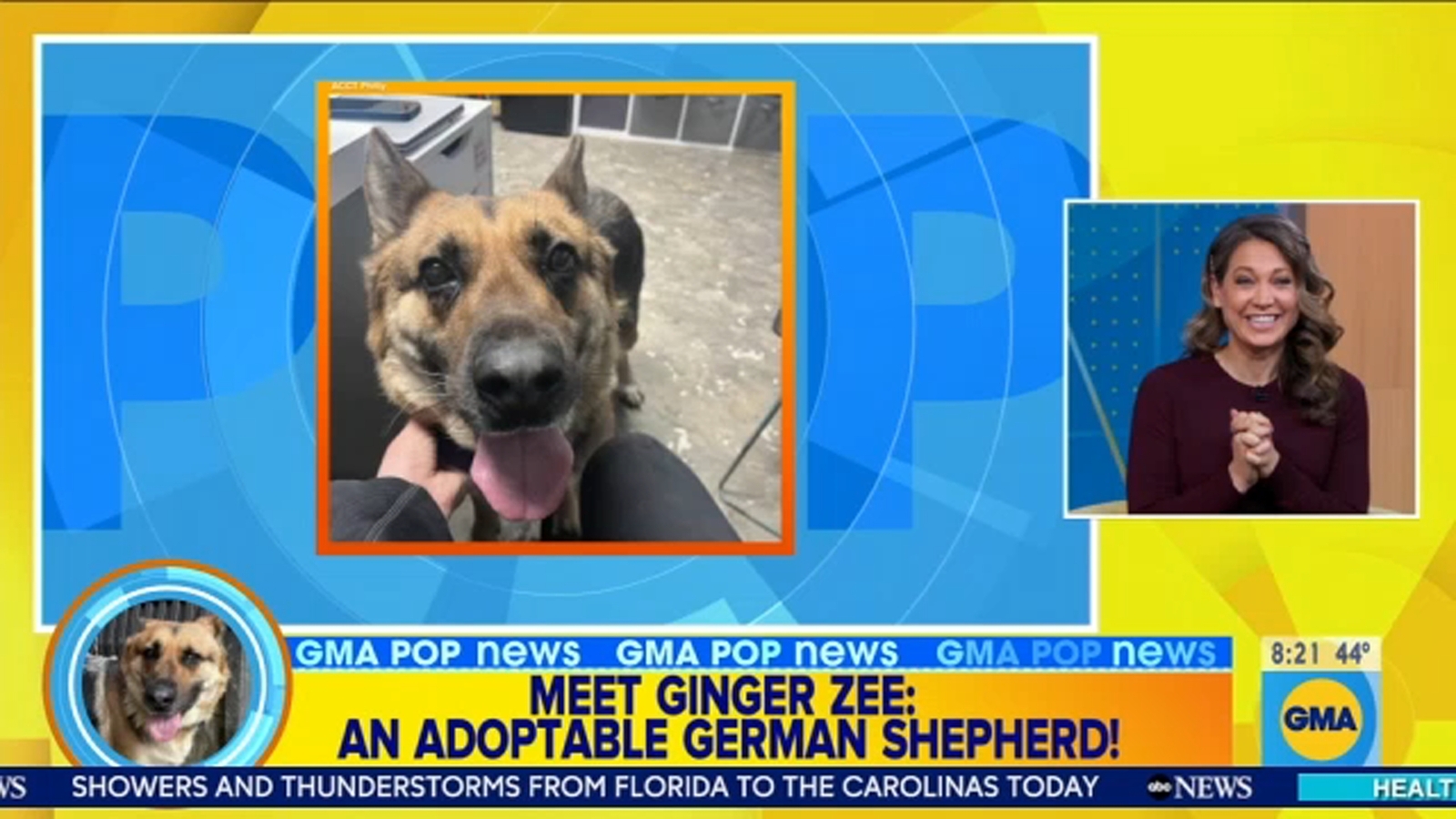 Meet Ginger Zee: 6-year-old German Shepherd up for adoption at ACCT ...