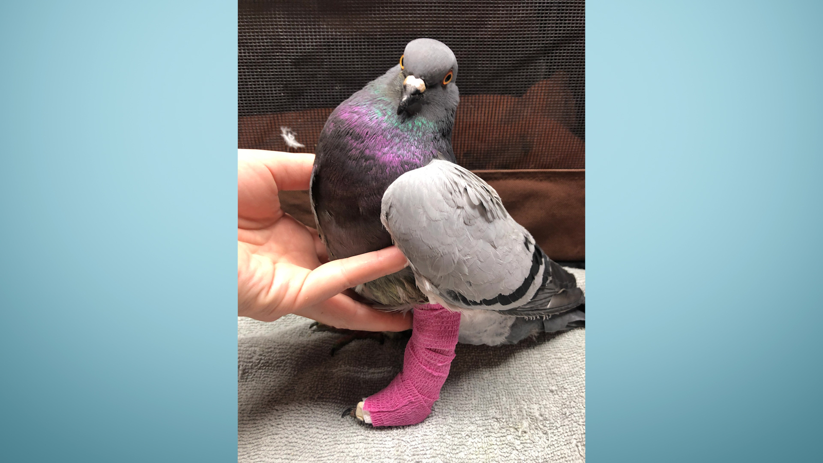 Homeless, injured birds fly anew at Great Lakes Pigeon Rescue: 'They ...