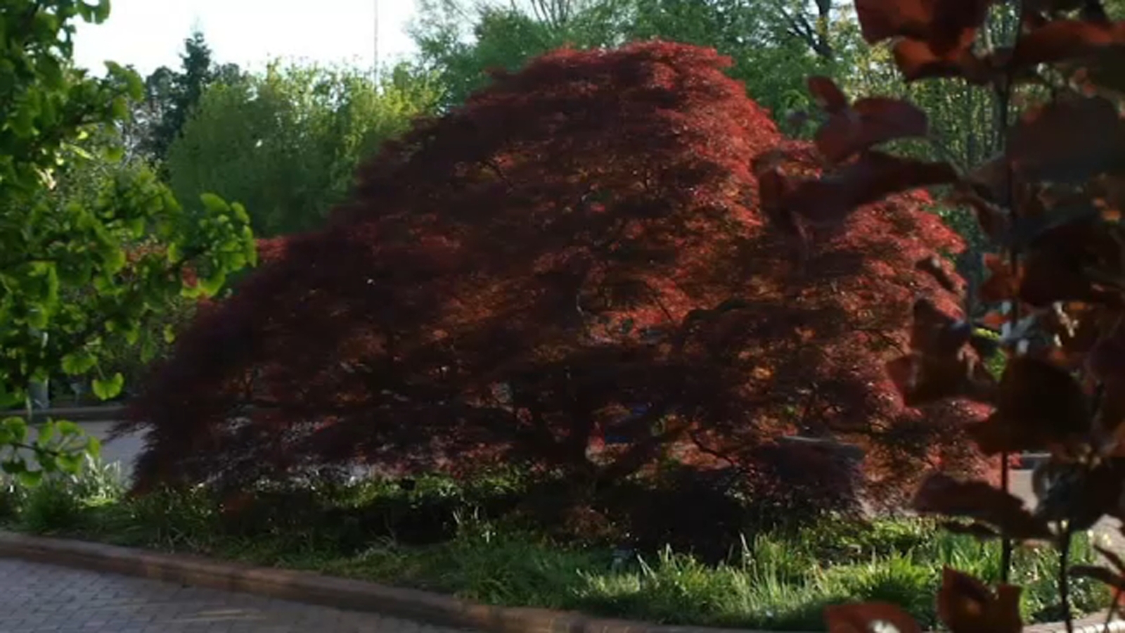 Raleigh Tree of the Year | You can help vote for Raleigh's best tree in ...