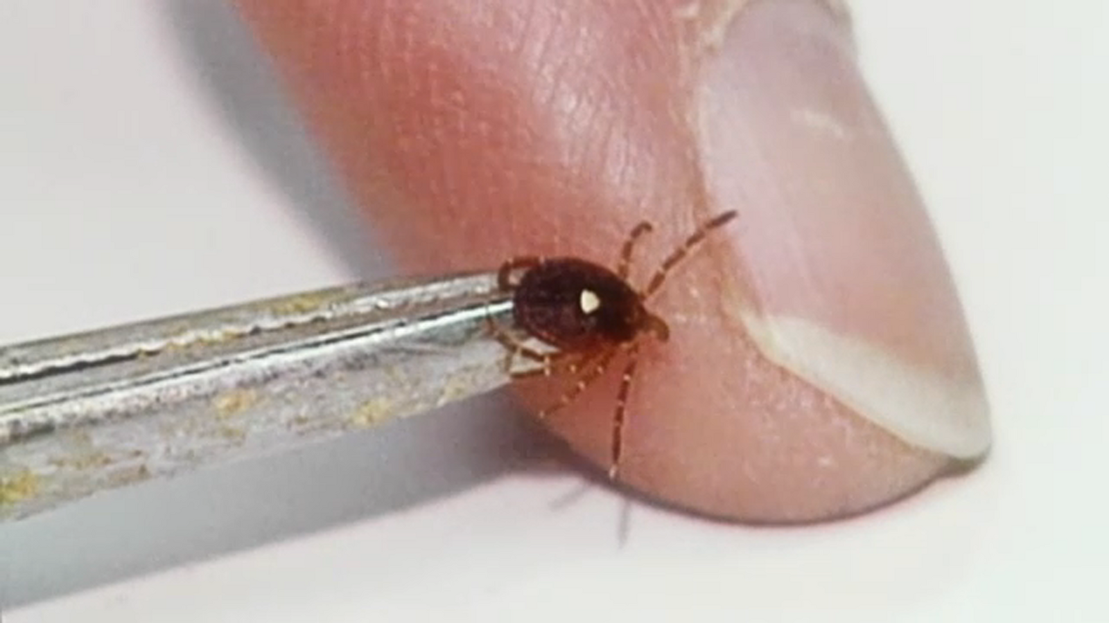 2024 Tick Season: NCDHHS launches 'Fight the Bite' campaign to help you ...