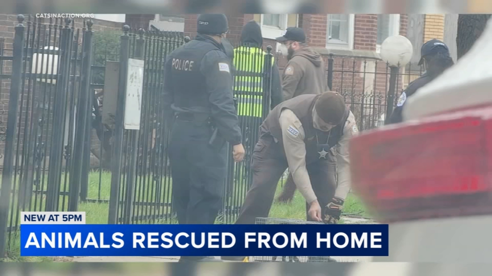 Chicago Animal Care and Control rescues 36 cats, 3 dogs from Auburn ...
