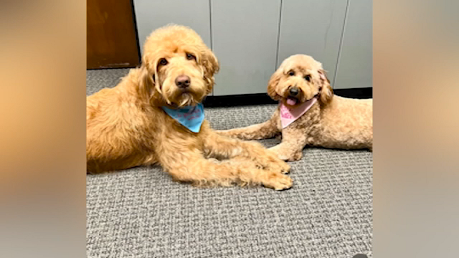 Former Hanford police therapy dogs to continue serving the community ...