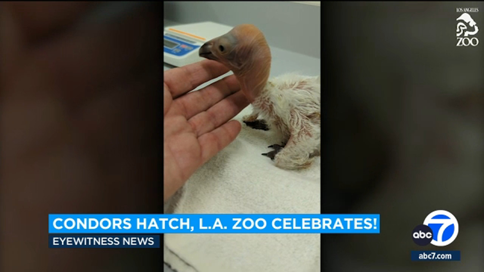 LA Zoo celebrates 5 California condor hatchlings, with more to come ...
