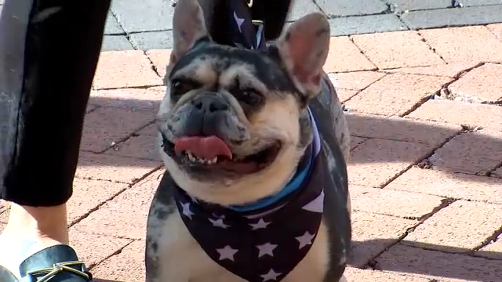 NYPD, ASPCA partnership rescues abused animals, gives them new homes ...