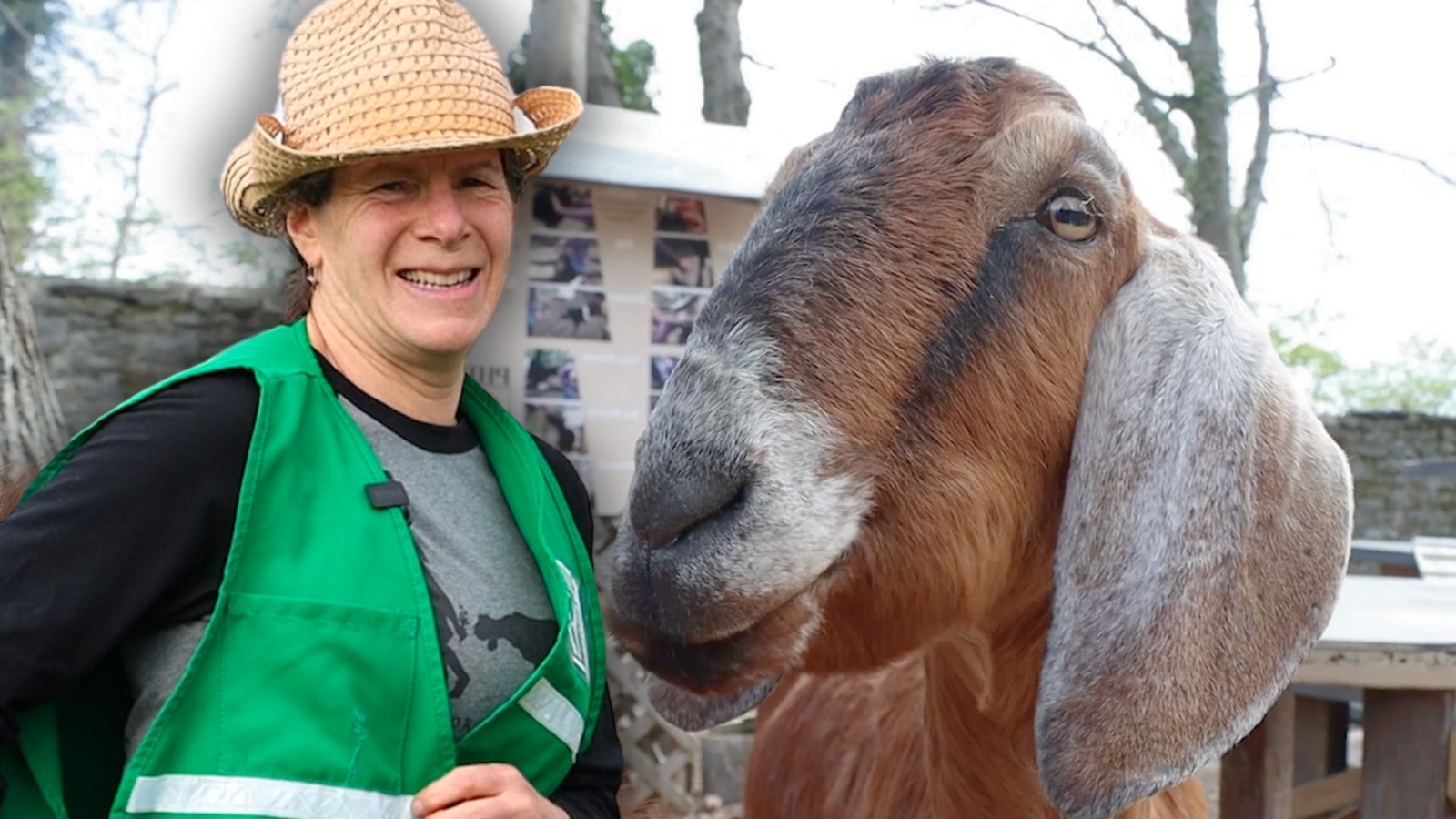 Philly Goat Project herds community to the great outdoors - 6abc ...