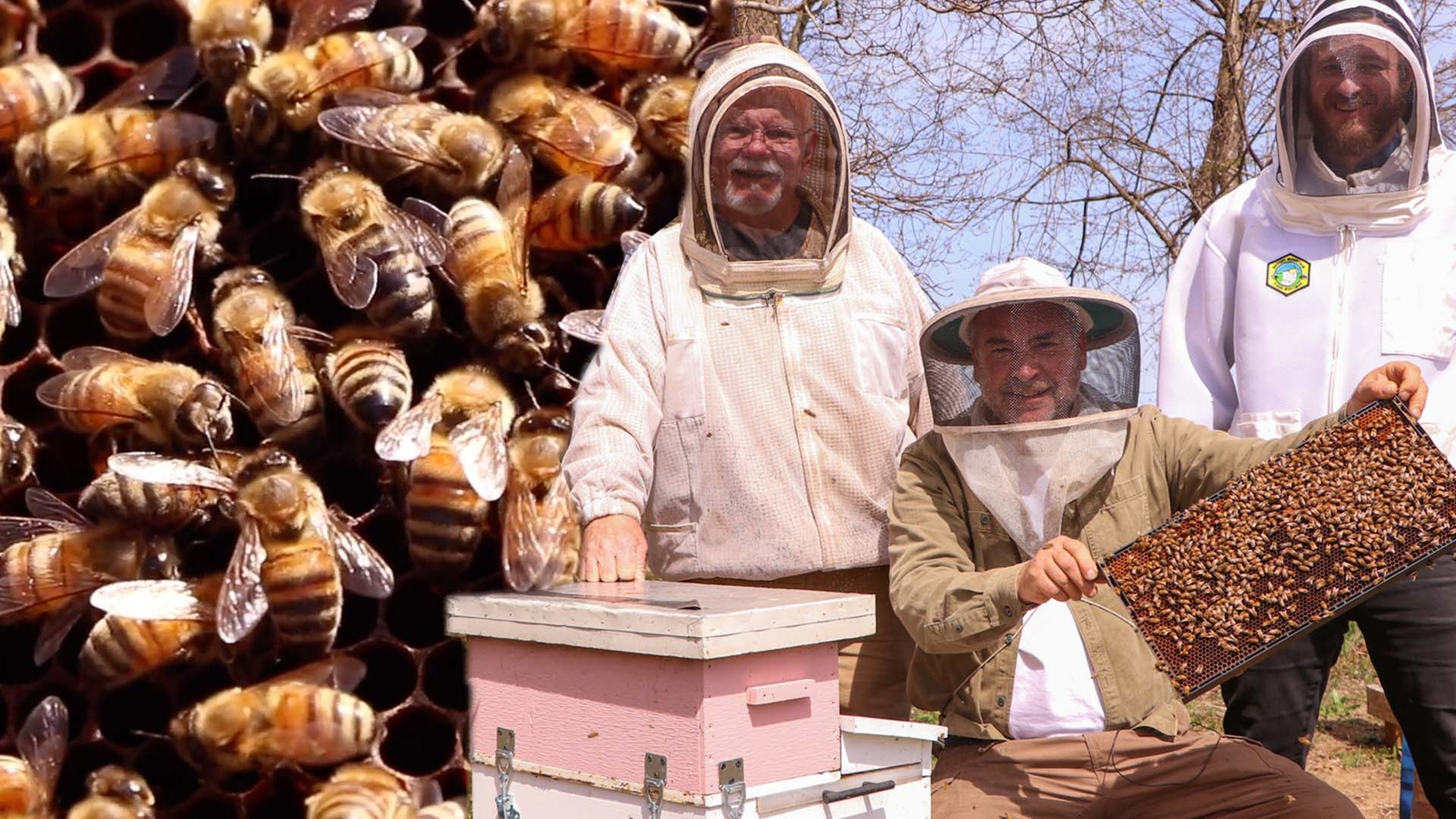 Local beekeepers create 'The Keeper's Hive' to make hobby more ...