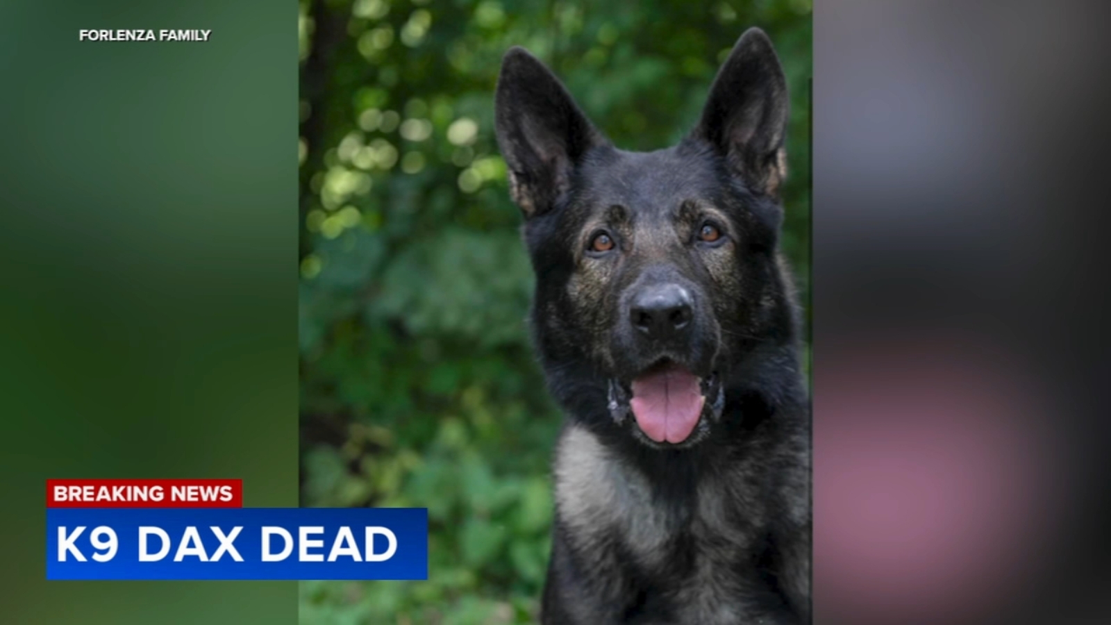 Dax news: Lake County Sheriff's Office K9, whose handler was Deputy John Forlenza, dies days ...