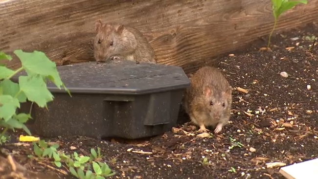 What is Leptospirosis: Human infections from rat urine on the rise in ...