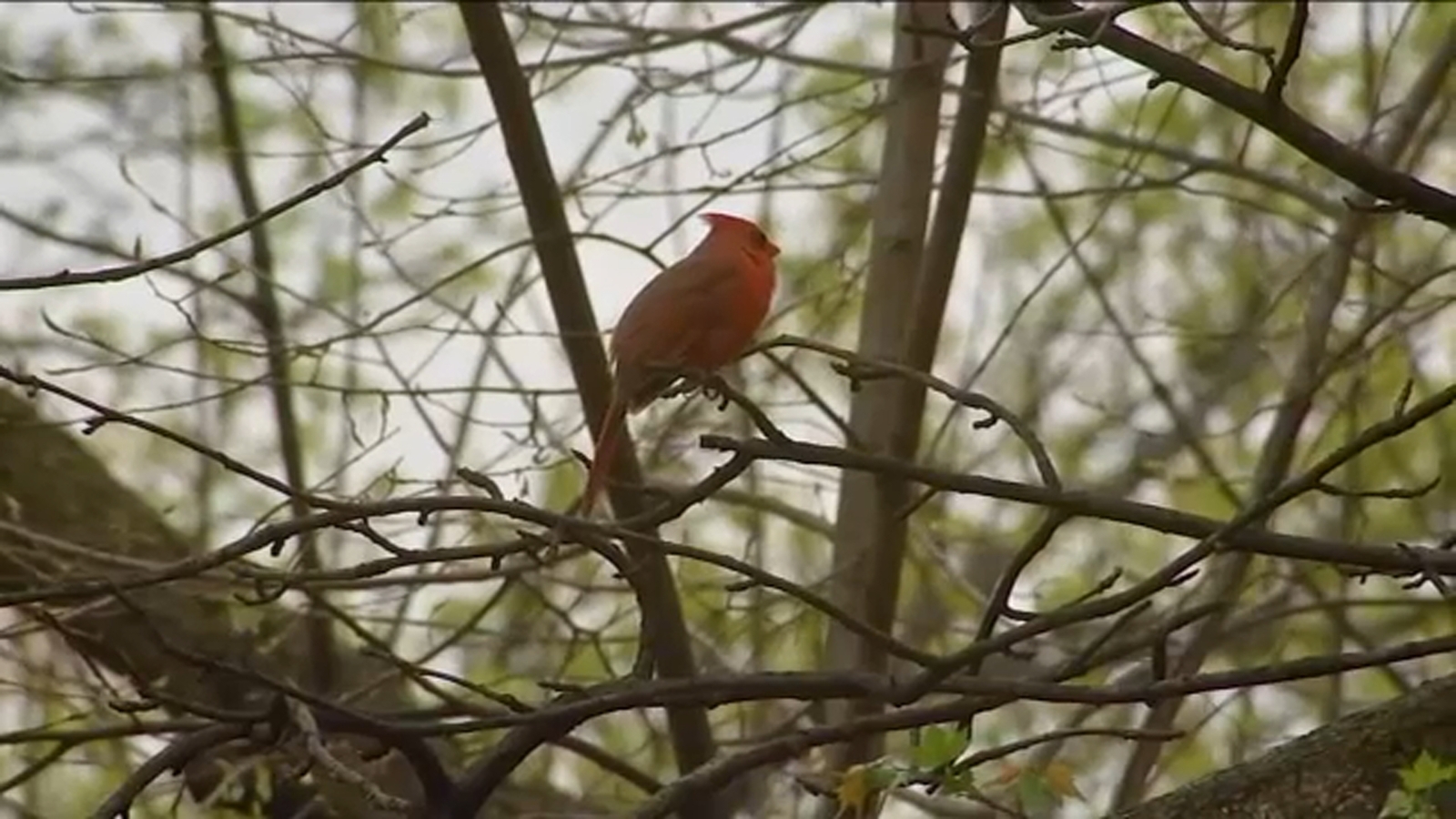 Riverside Park becomes a major bird watching hub as NYC enters peak ...