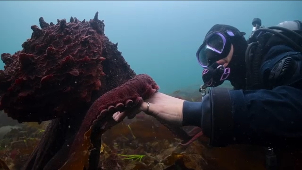 Octopus Eyeballs