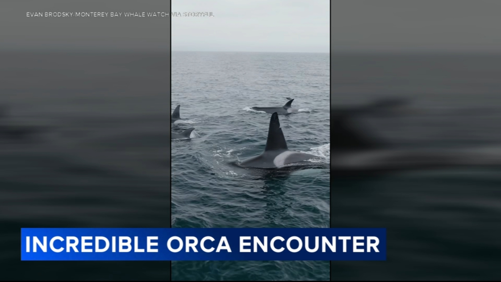 'Incredible Encounter' as Orcas delight whale watchers off California ...