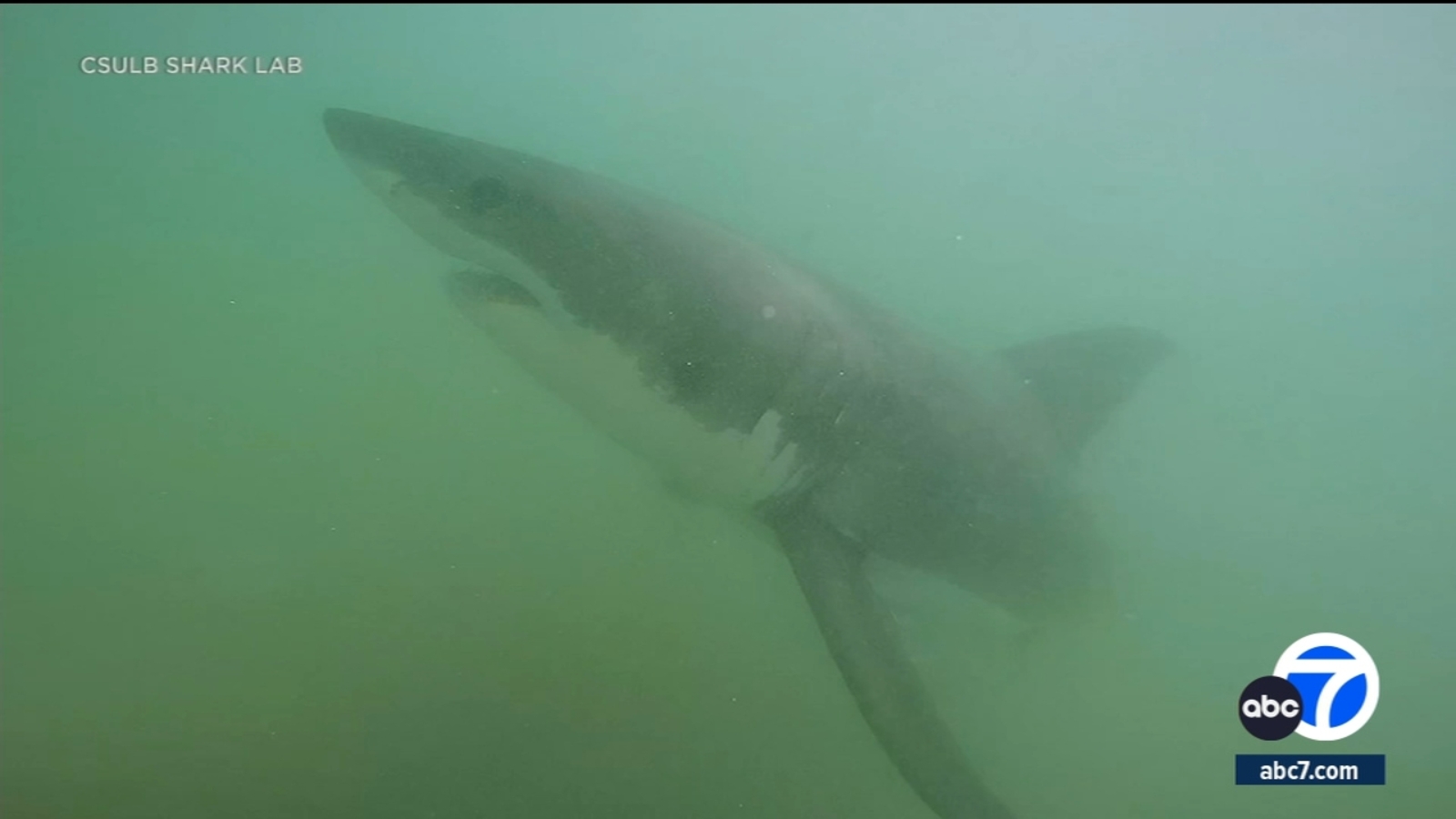 First-of-its-kind study shows how juvenile Great White sharks choose ...