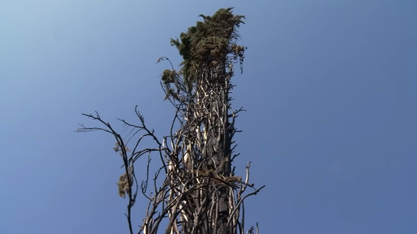 Arson investigation continues as cypress trees targeted at local ...
