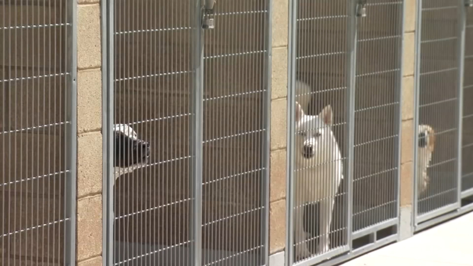 Increase in animal abandonment across Central California - ABC30 Fresno