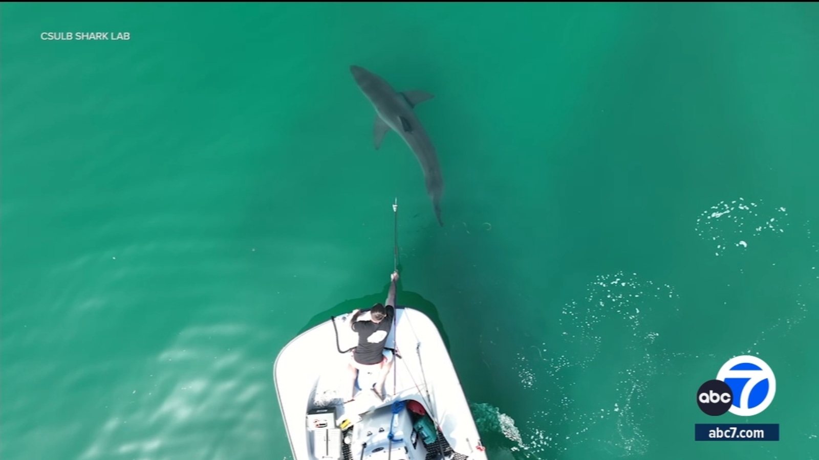 Cal State Long Beach Shark Lab hosts training workshop to provide ...