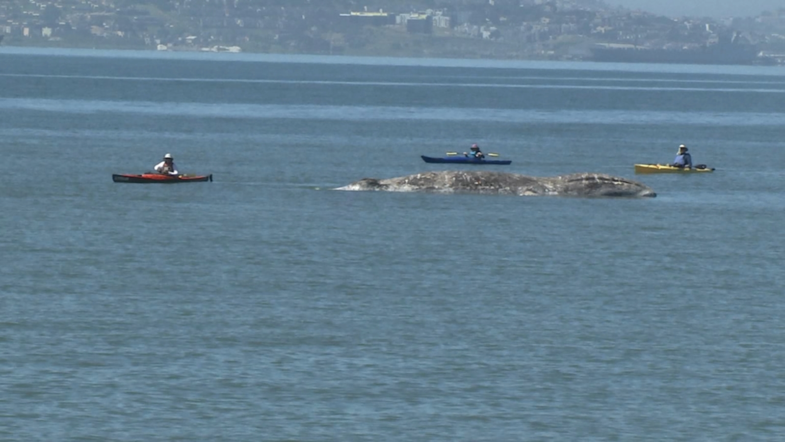 Dead whale found off Alameda coast likely died from blunt force trauma ...
