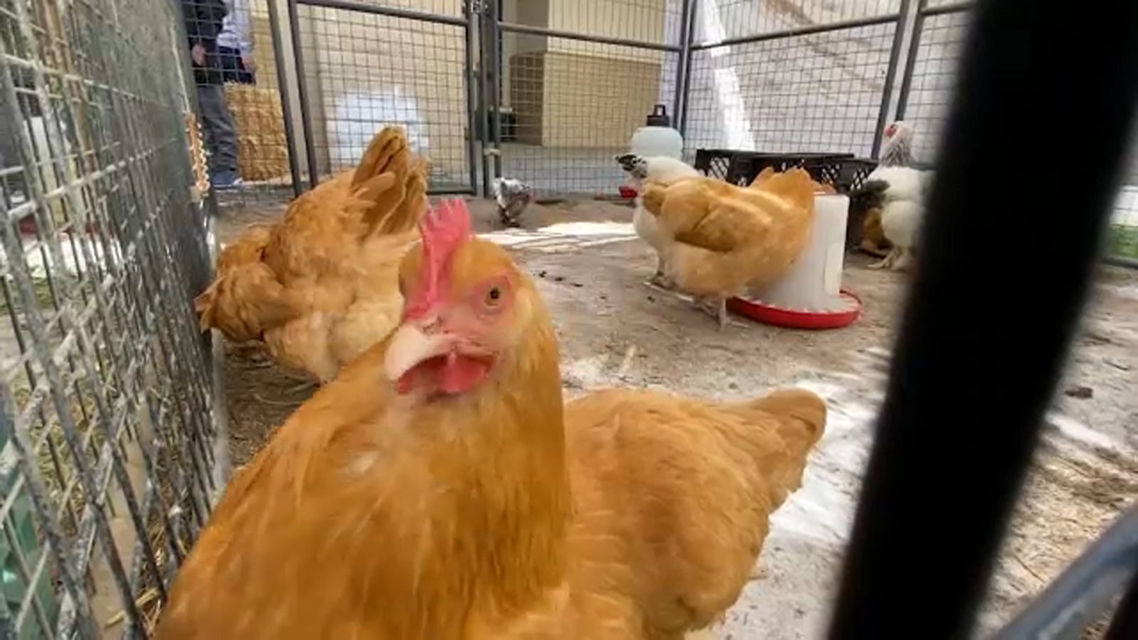 Sunnyside High School students are helping raise chickens on campus ...