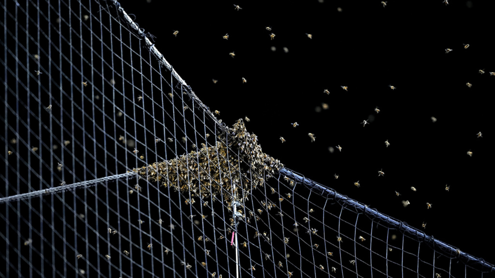 Dodgers, Diamondbacks game delayed by bee swarm at Chase Field - ABC7 ...